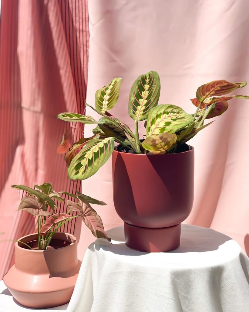 Top 5 Bohemian-Inspired Plants To Elevate Your Earthy Aesthetic